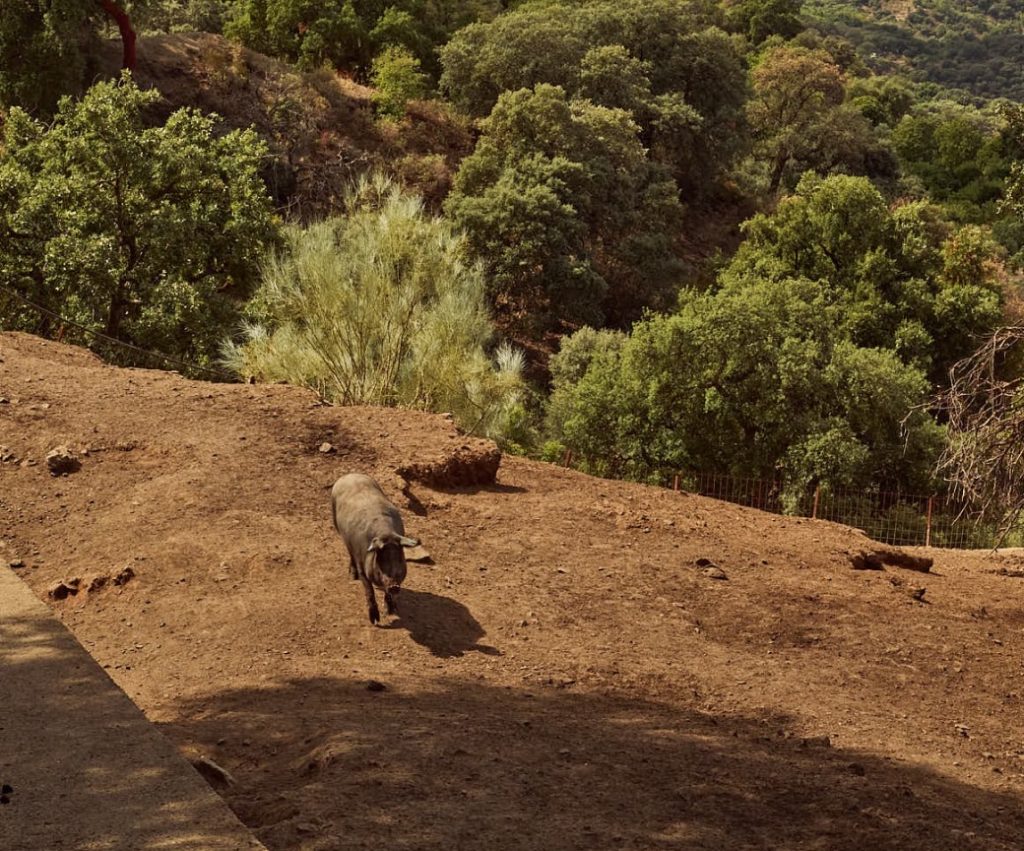 Serranía de Ronda - Dehesa Monteros